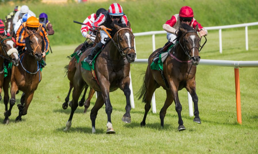Everything There Is To Know About Horse Racing and Horse Trading